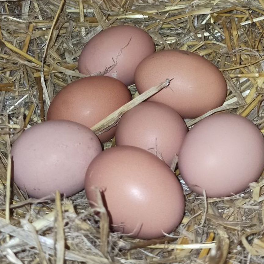 Инкубационное яйцо