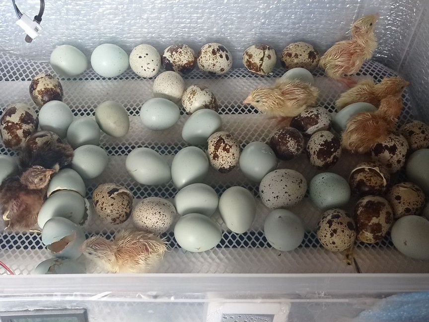 Продам яйца инкубационные и на еду