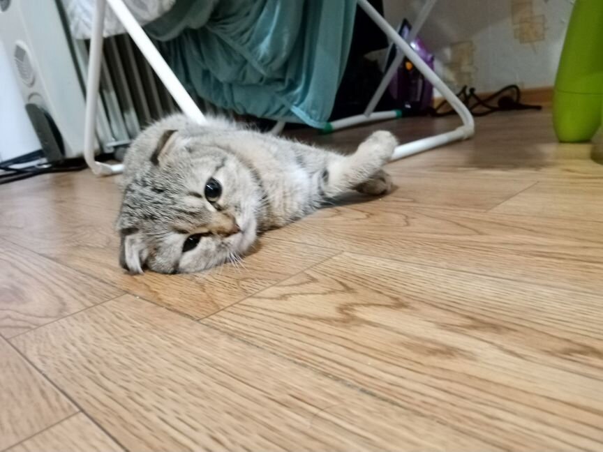 Шотландская кошечка