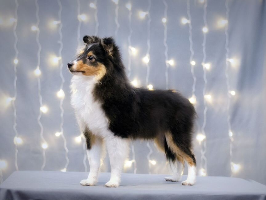 Трёхцветный щенки шелти