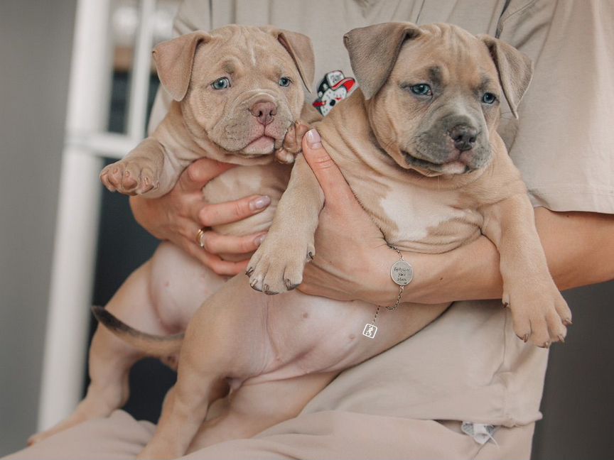 Американский булли щенок