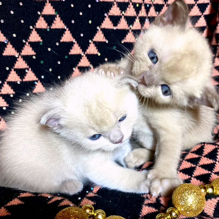 Бурманские котята