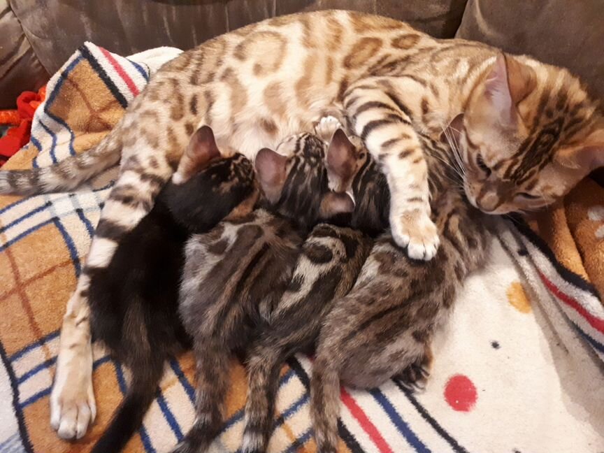 Бенгальские котята