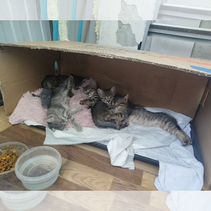 Котята в добрые руки