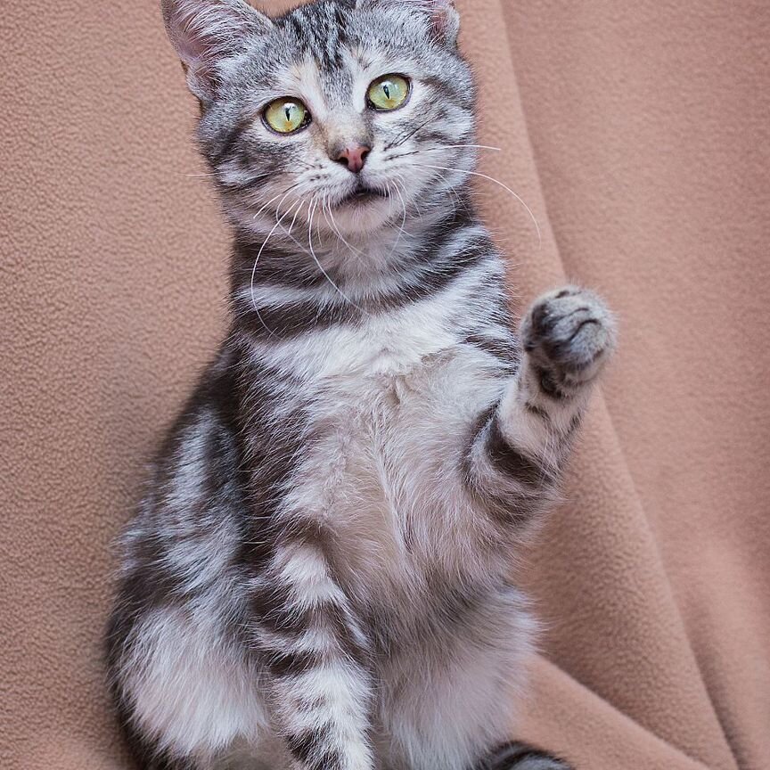 Прекрасная кототигрица а Дар