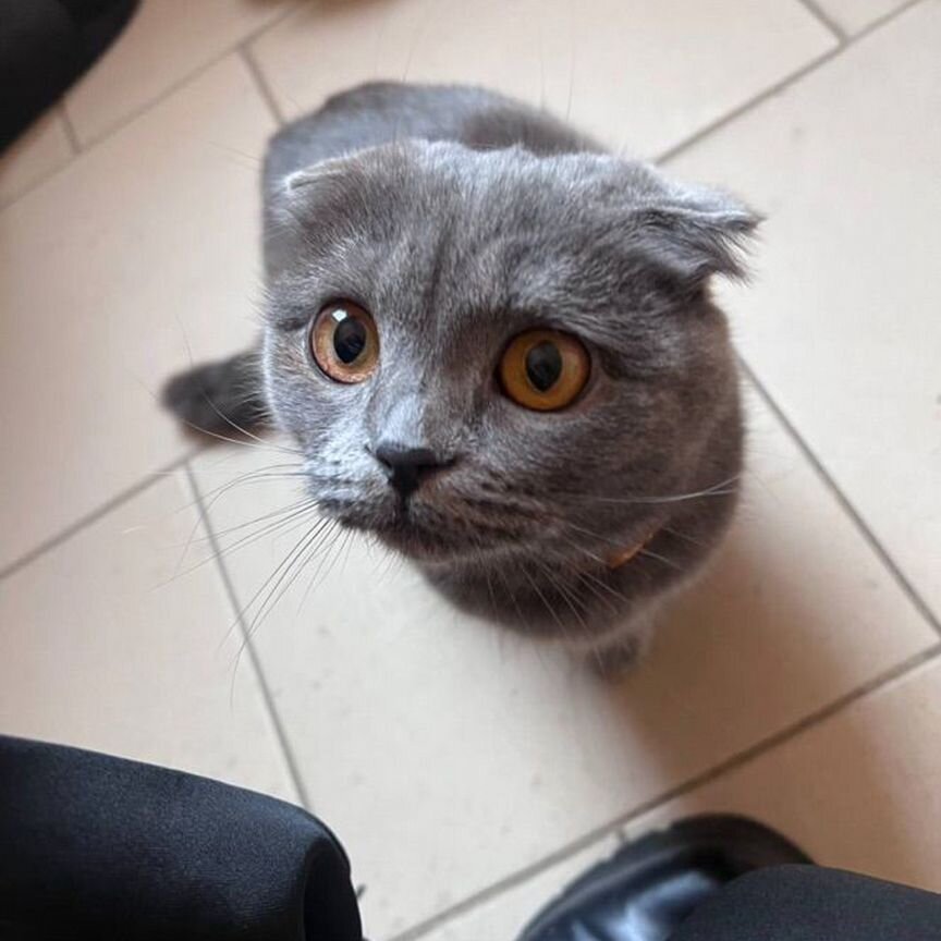 Шотландская вислоухая кошка