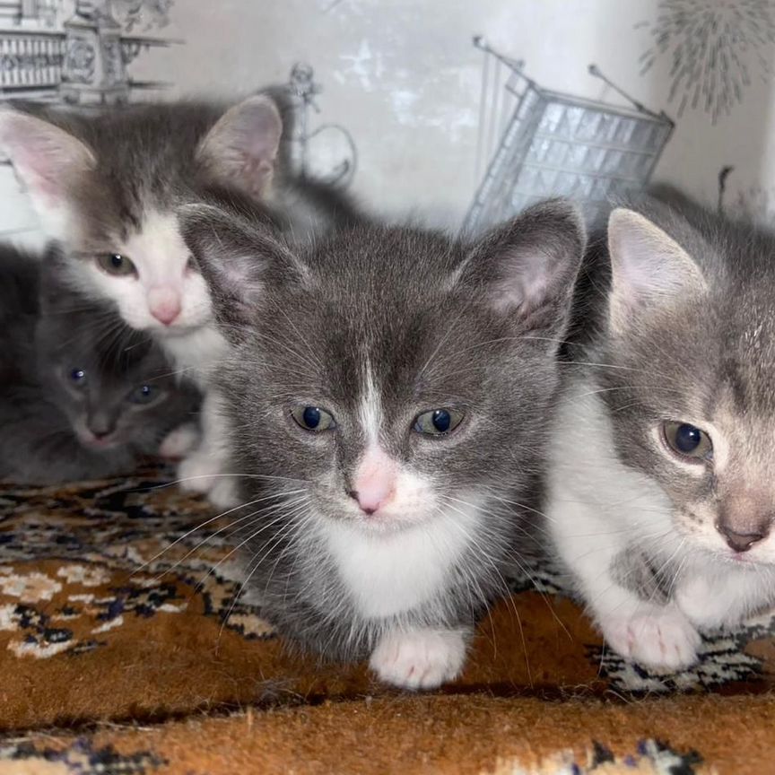 Котята только в добрые руки