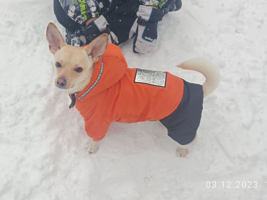 Собака в добрые руки