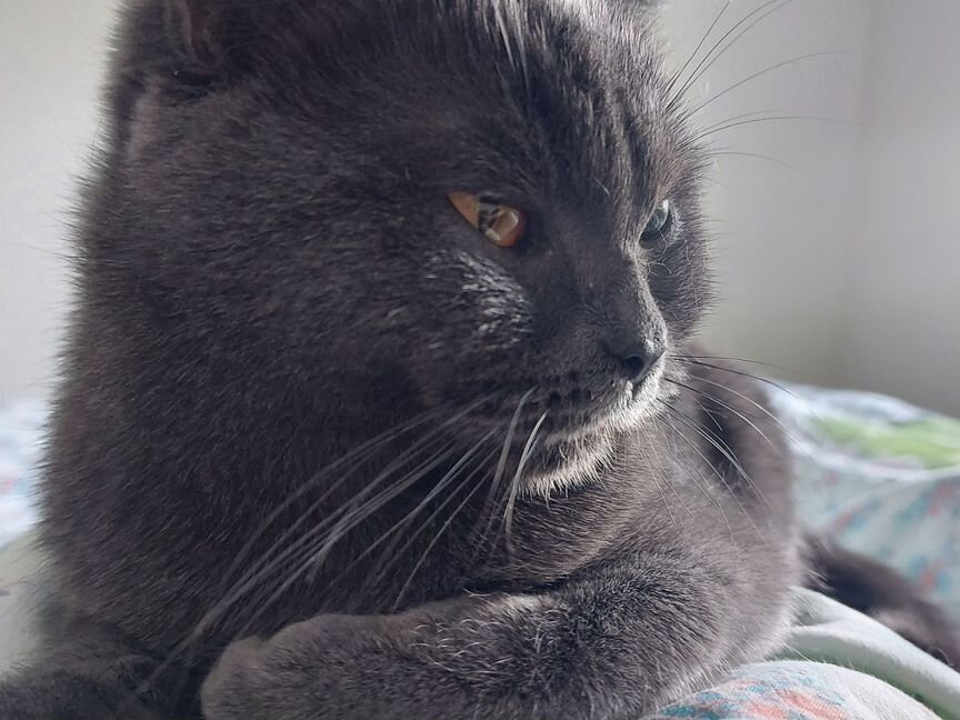 Британскакая кошка