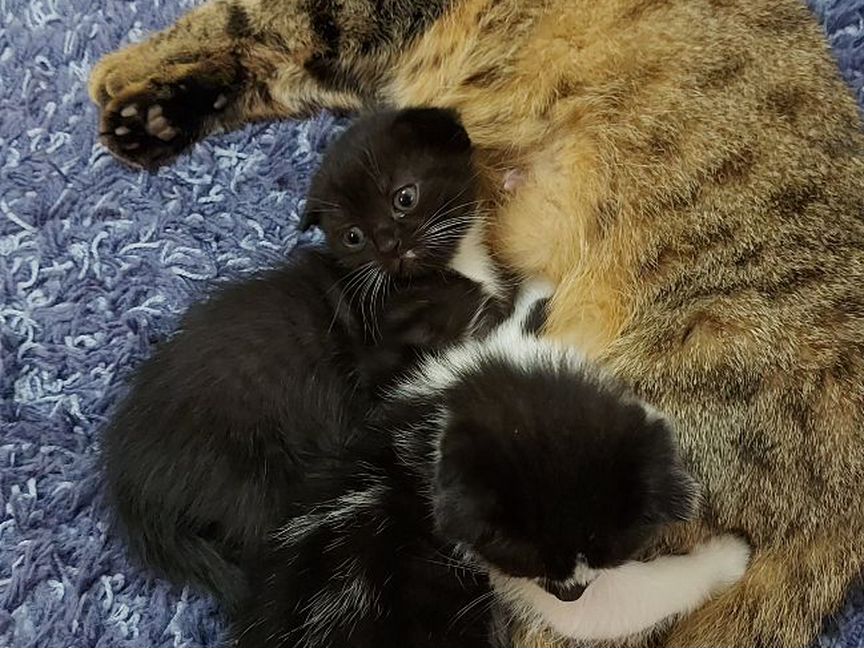 Вислоухие котята