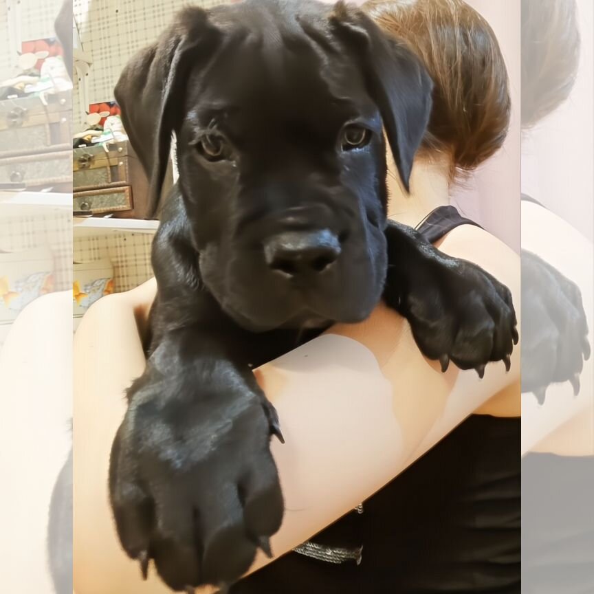 Кане-корсо, щенок