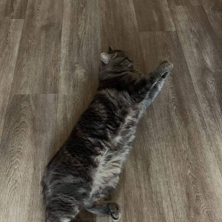 Котик ищет невесту