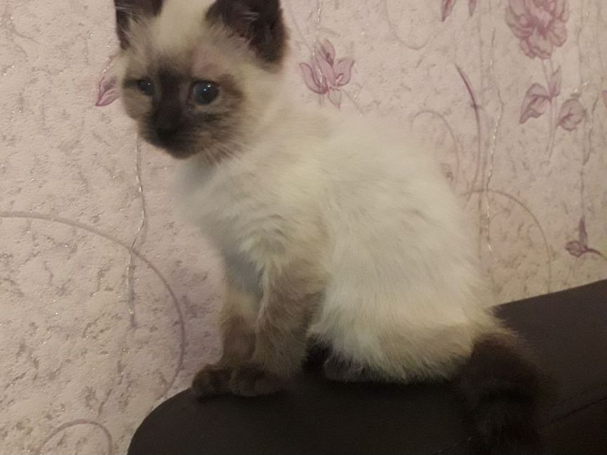Милая невероятно красивая кошечка
