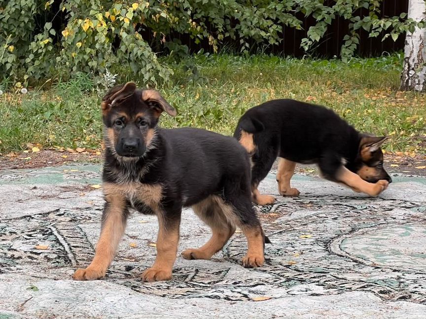Щенки Немецкой овчарки 3 помёта