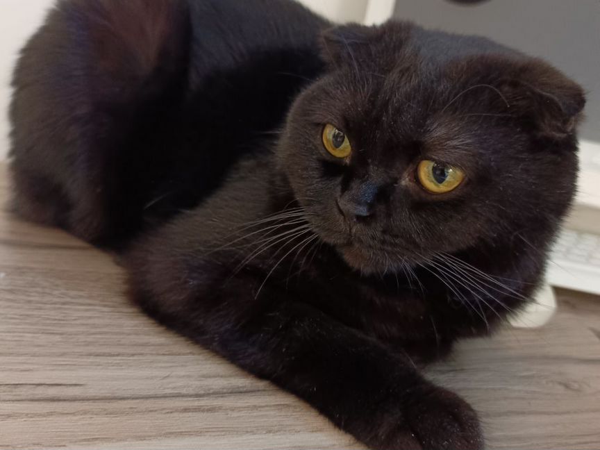 Кошка вислоухая