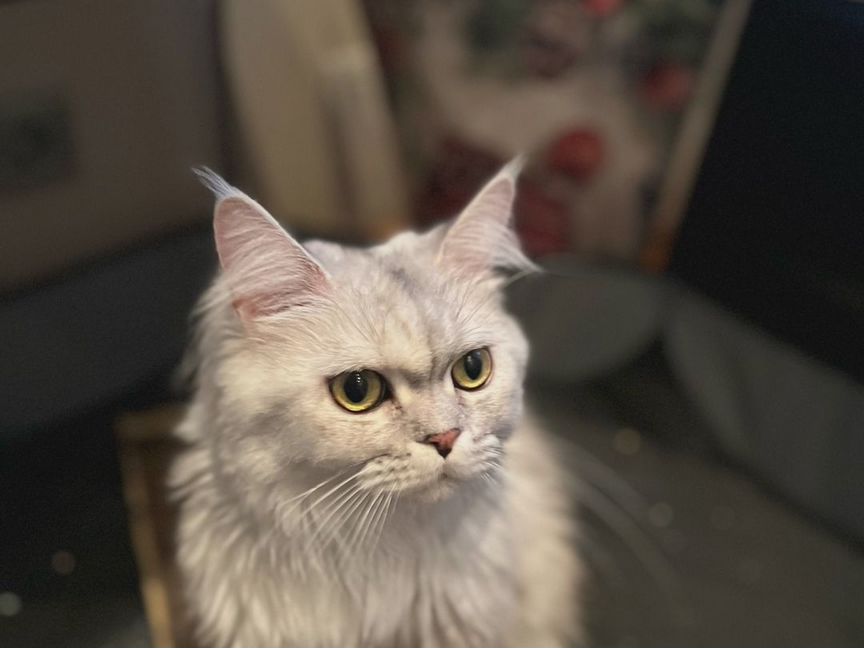 Кошечка ищет заботливых хозяев