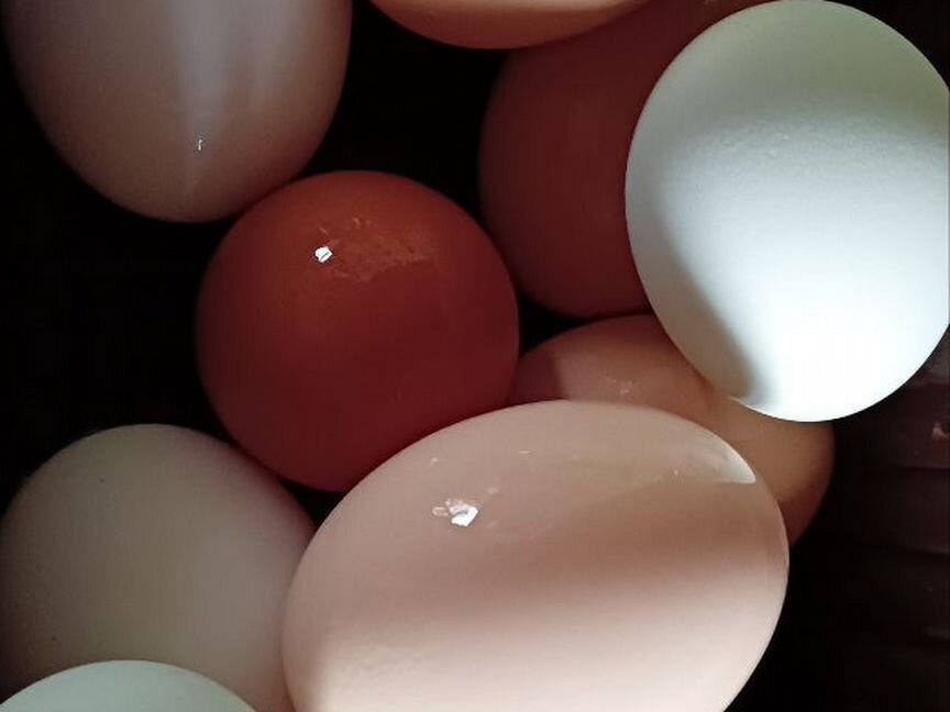 Инкубационное яйцо кур