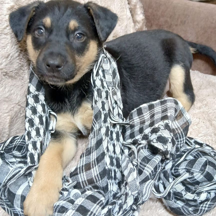 Щенок в добрые руки