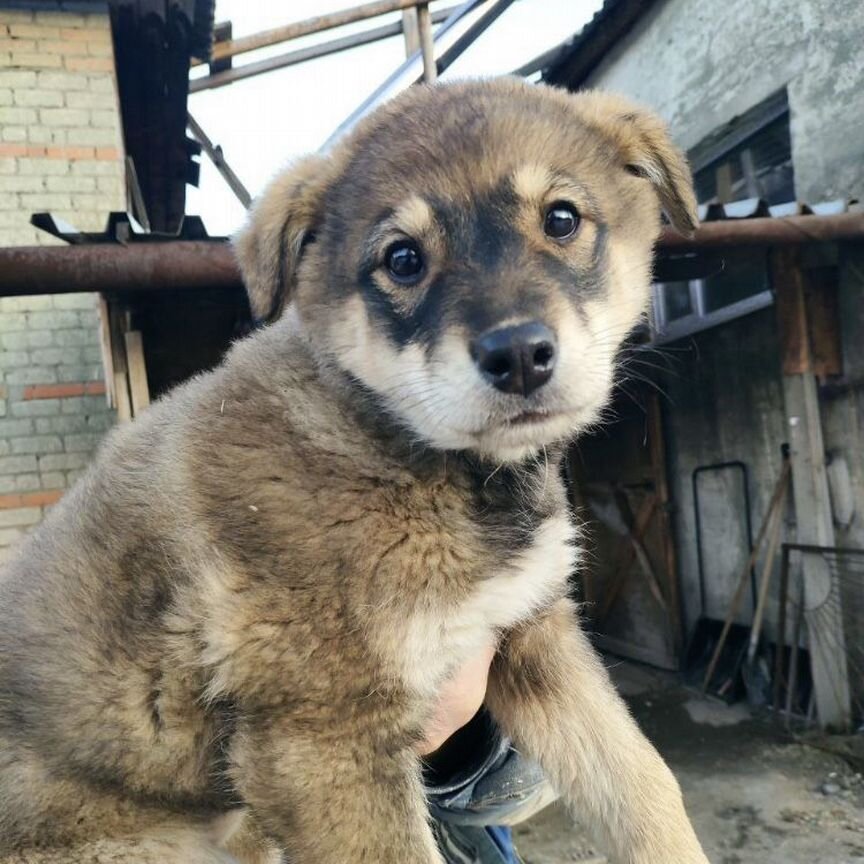 Милый щеночек в добрые ручки