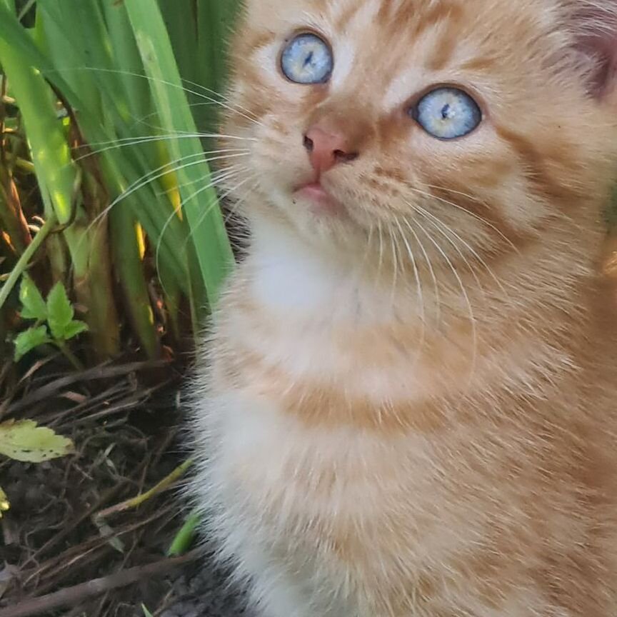 Котенок - мальчик рыжий голубоглазый