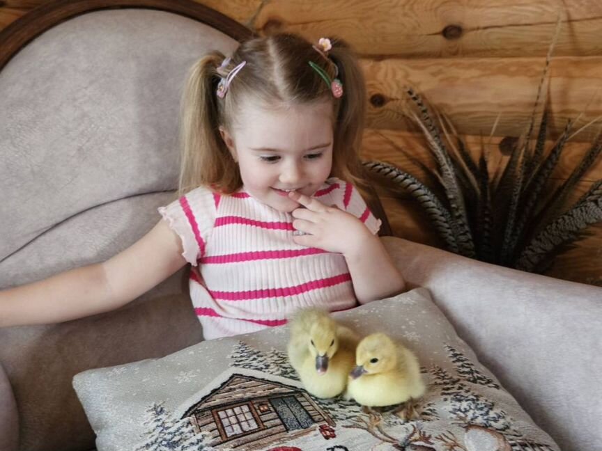 Утята мускусные, утки