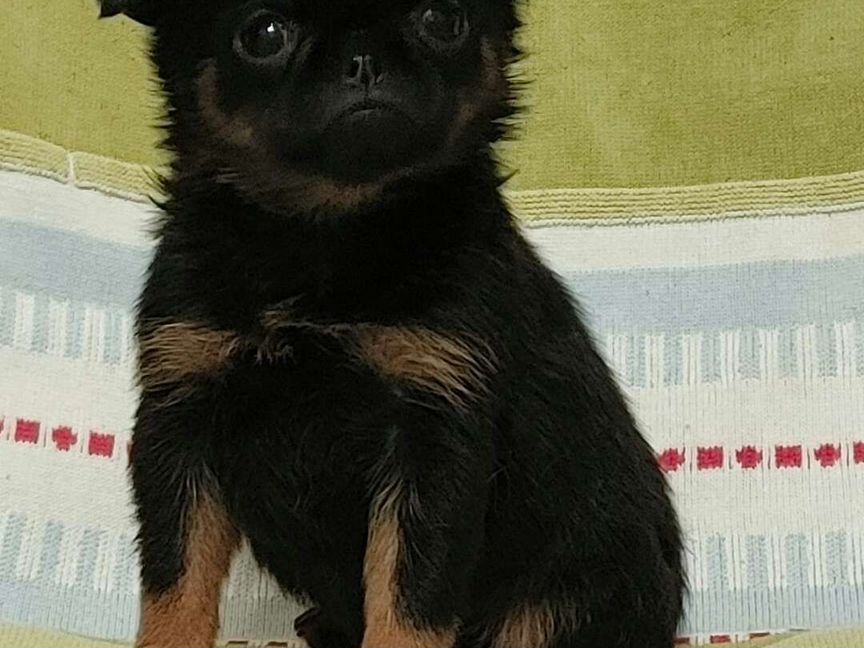 Пти брабансон мальчик