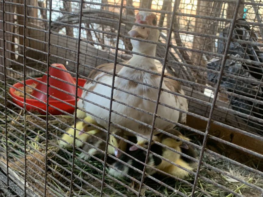 Утки индоутки