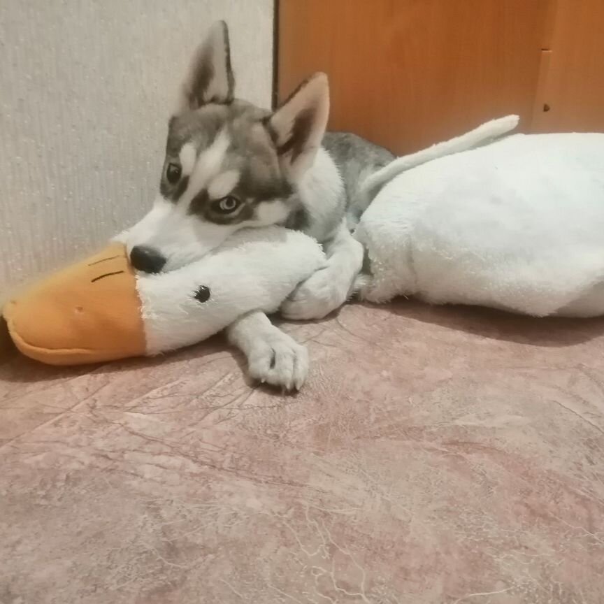 Щенок хаски бесплатно в добрые руки