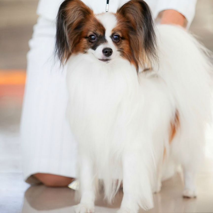 Континентальный той-спаниель папильон, вязка