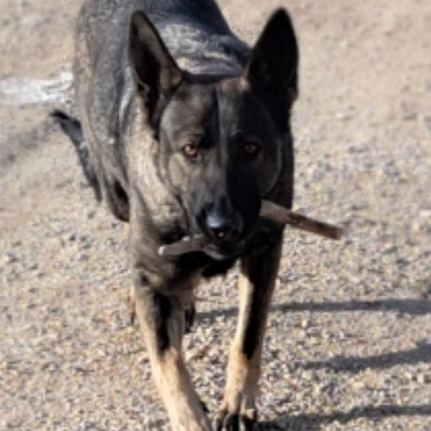 Отдам в добрые руки немецкую овчарку