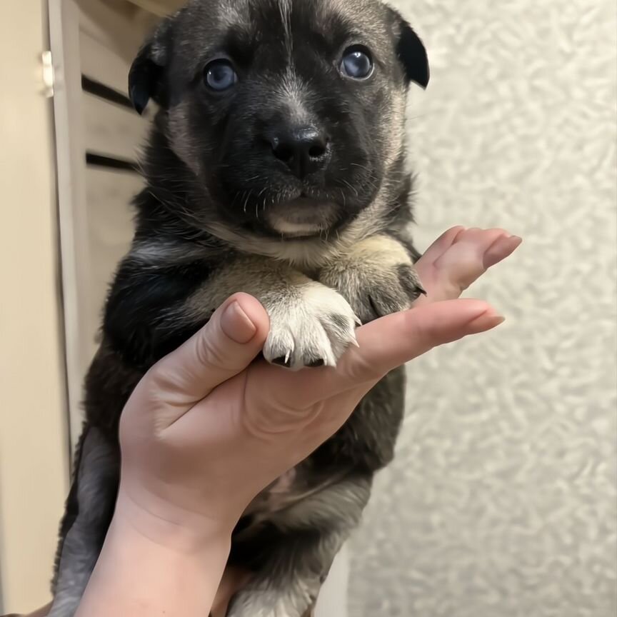 Щенок в добрые руки