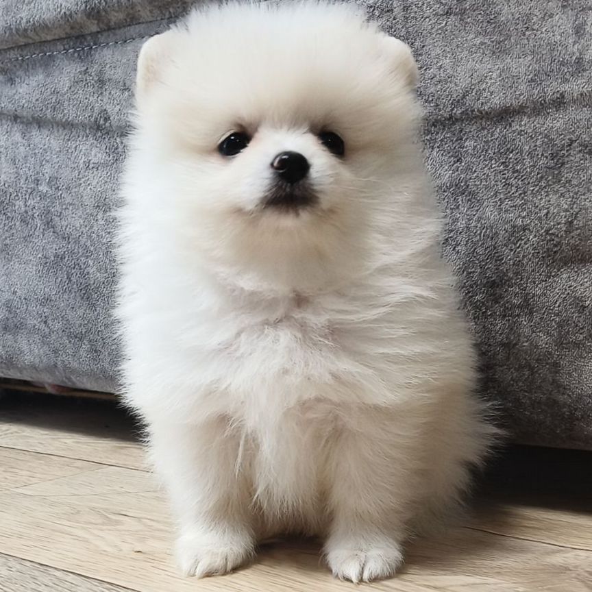 Померанский шпиц, щенок