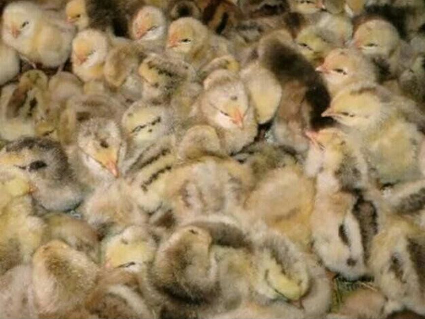 Цыплята мясо яичные