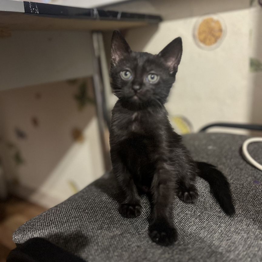 Котики бесплатно от веслоухой шотландской