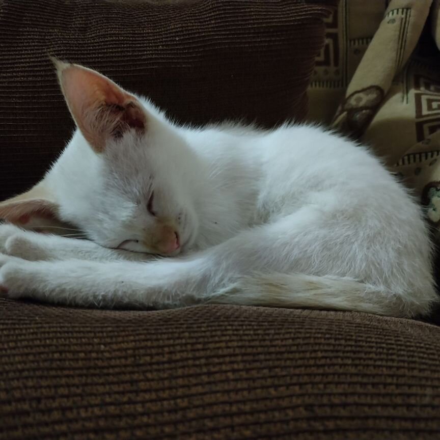 Беленький котенок ищет свою семью