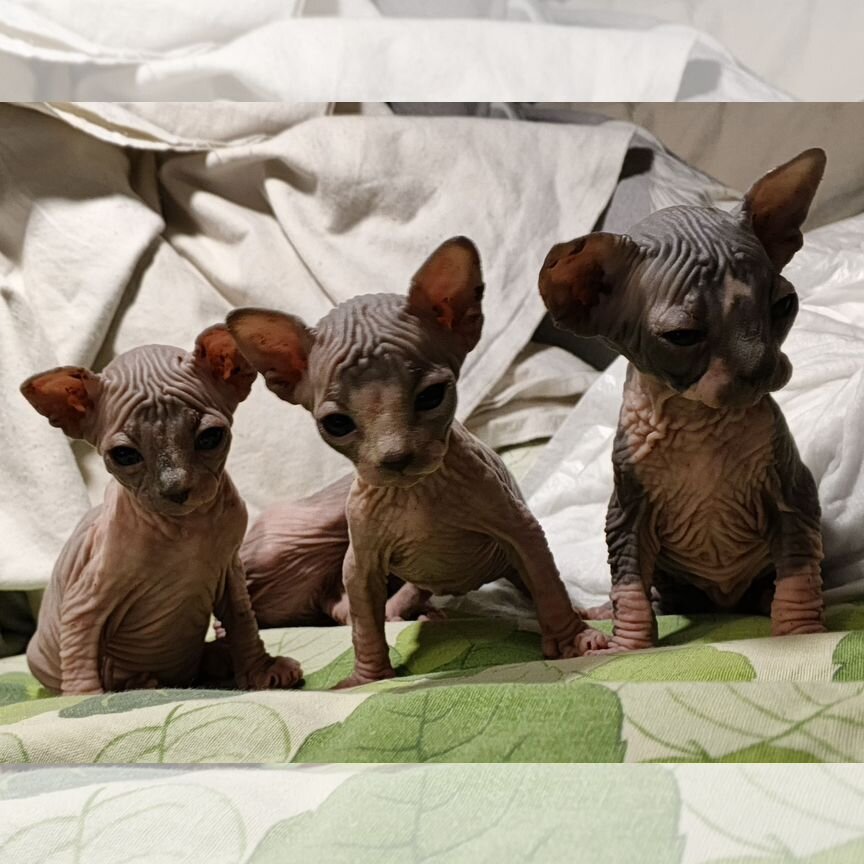 Канадский сфинкс котёнок