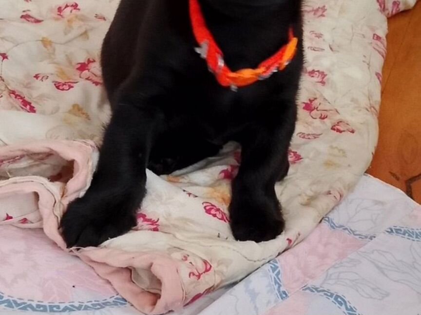 Щенок в добрые руки