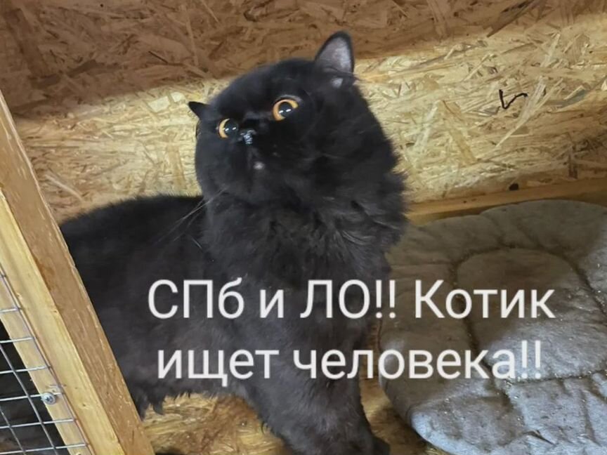 Шотландский кот 2 года