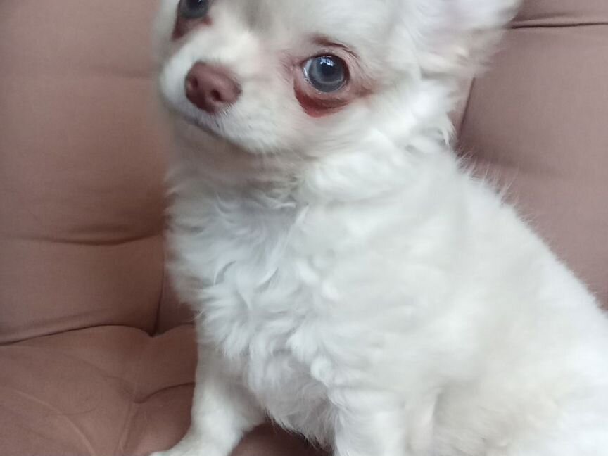 Мальчик чихуахуа светлый крем