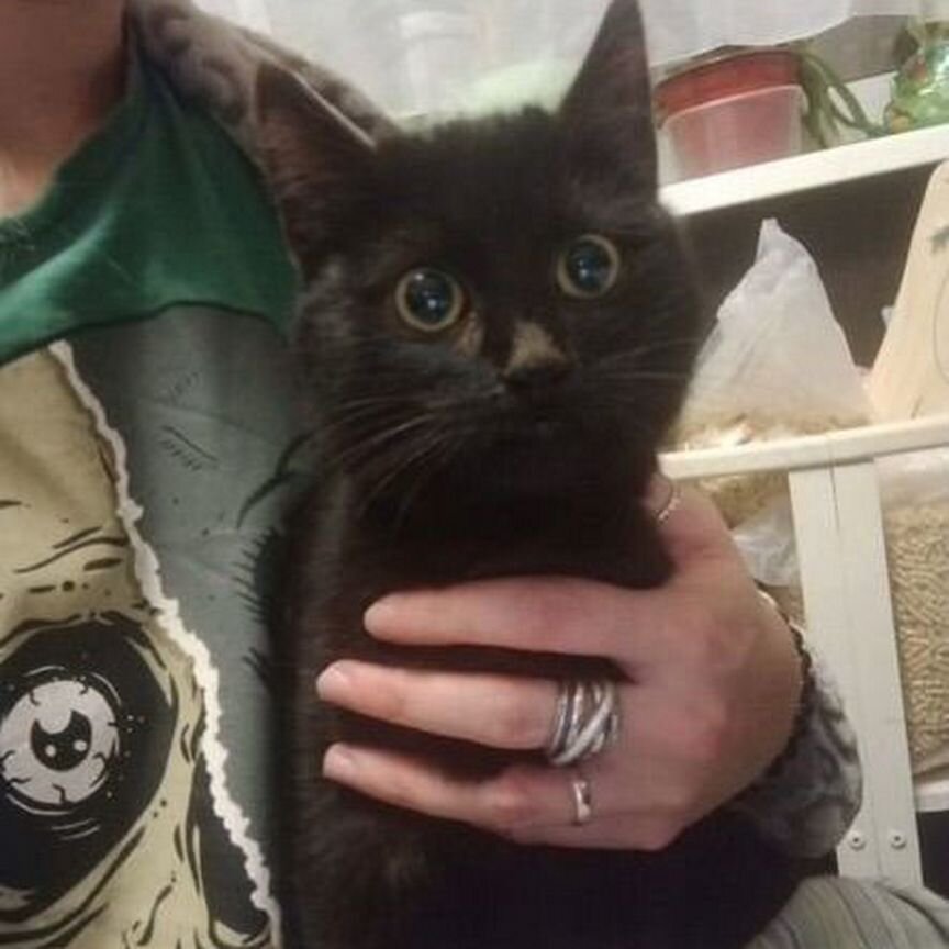 Котенок черный 3-4 мес