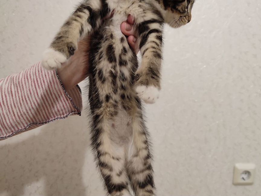 Метис мейн-кун