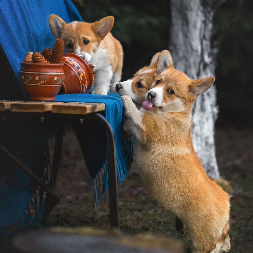 Вельш Корги Пемброк, щенок