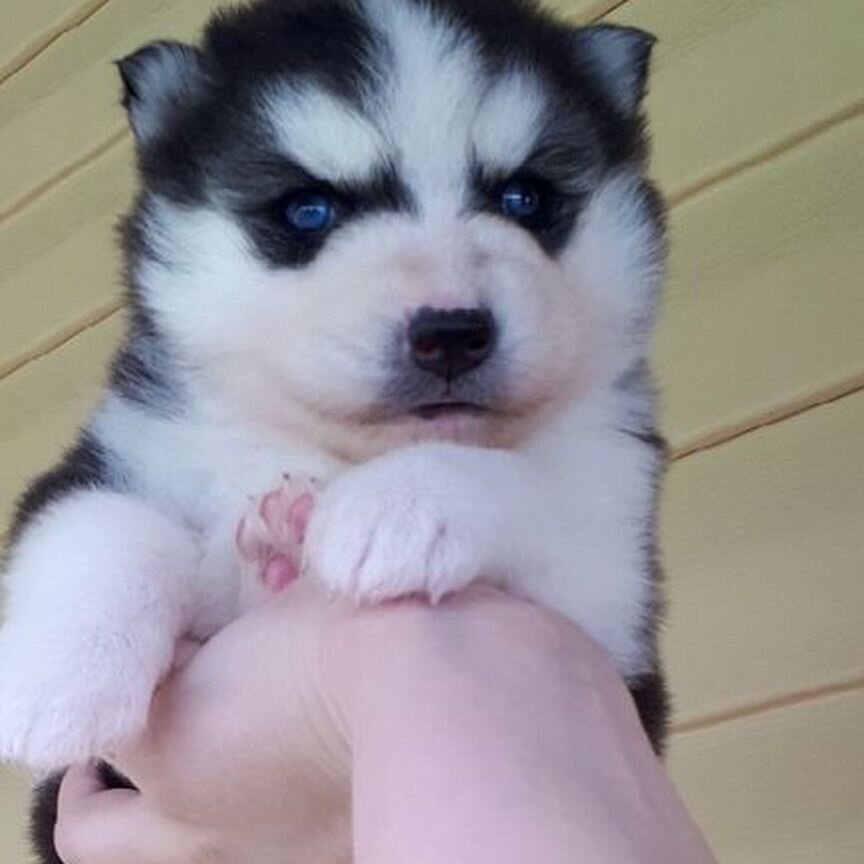 Самые лучшие хаски