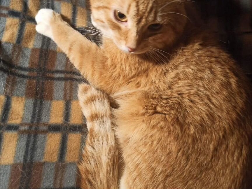 Рыжий красавец из клетки ищет дом
