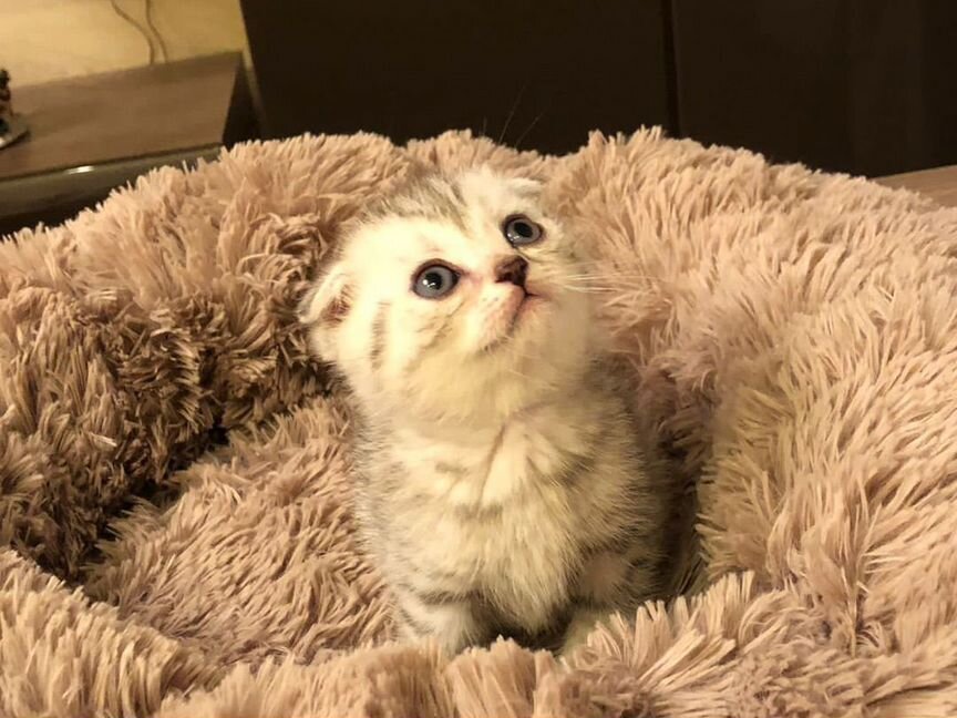 Шотландские вислоухие котята