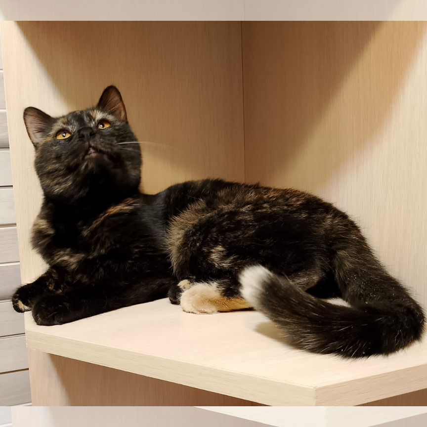 Заберите красавицу домой