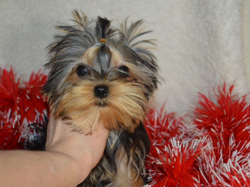 Мини девочка мия