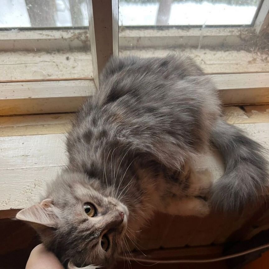 Пушистый дымчатый котёнок