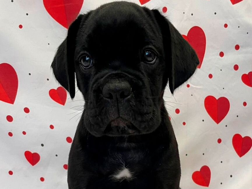 Кане Корсо щенок девочка