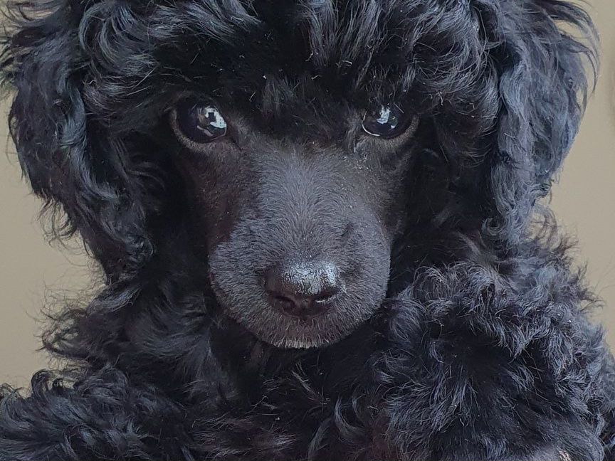 Той-пудель черный соболь